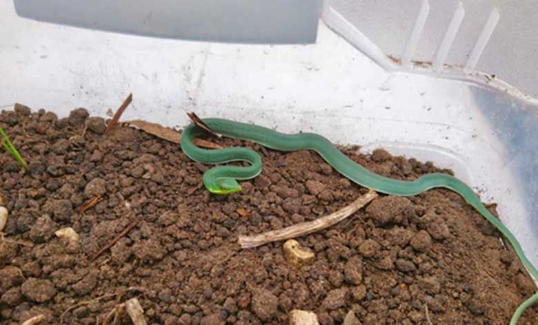 Una culebra voladora nació en el Bioparque Los Ocarros
