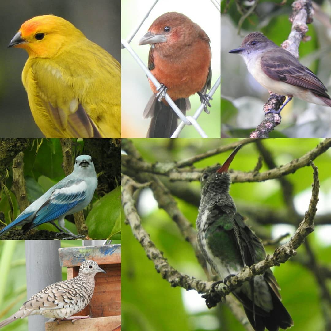 Avistamiento de aves, un plan para no perderse en Acacías