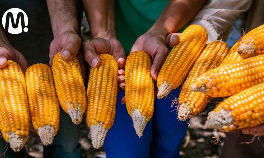 El Meta trabaja para conformar la cadena del maíz y la soya