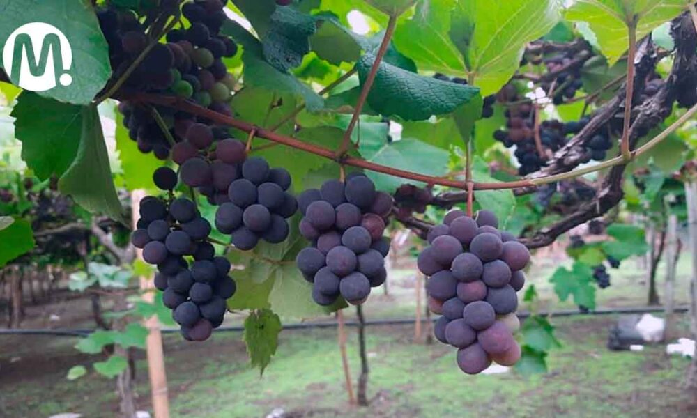 Campesinos del Meta empezaron a producir uva isabella
