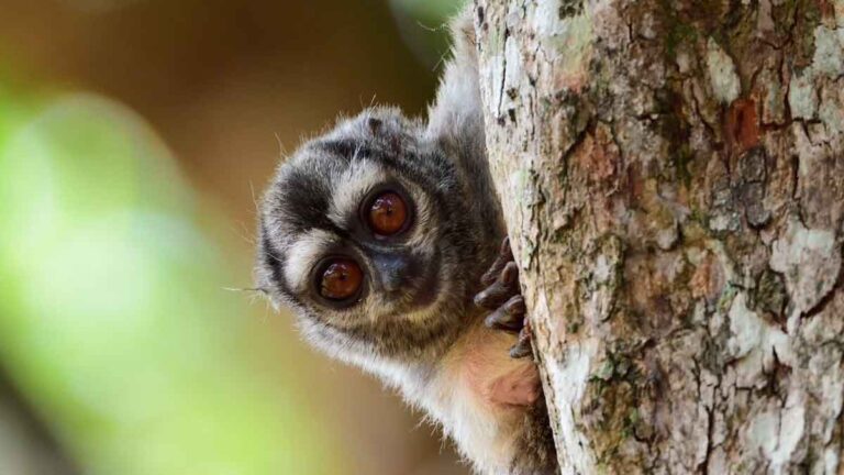 El Meta alberga el 14 % de las especies endémicas de Colombia, según el SiB